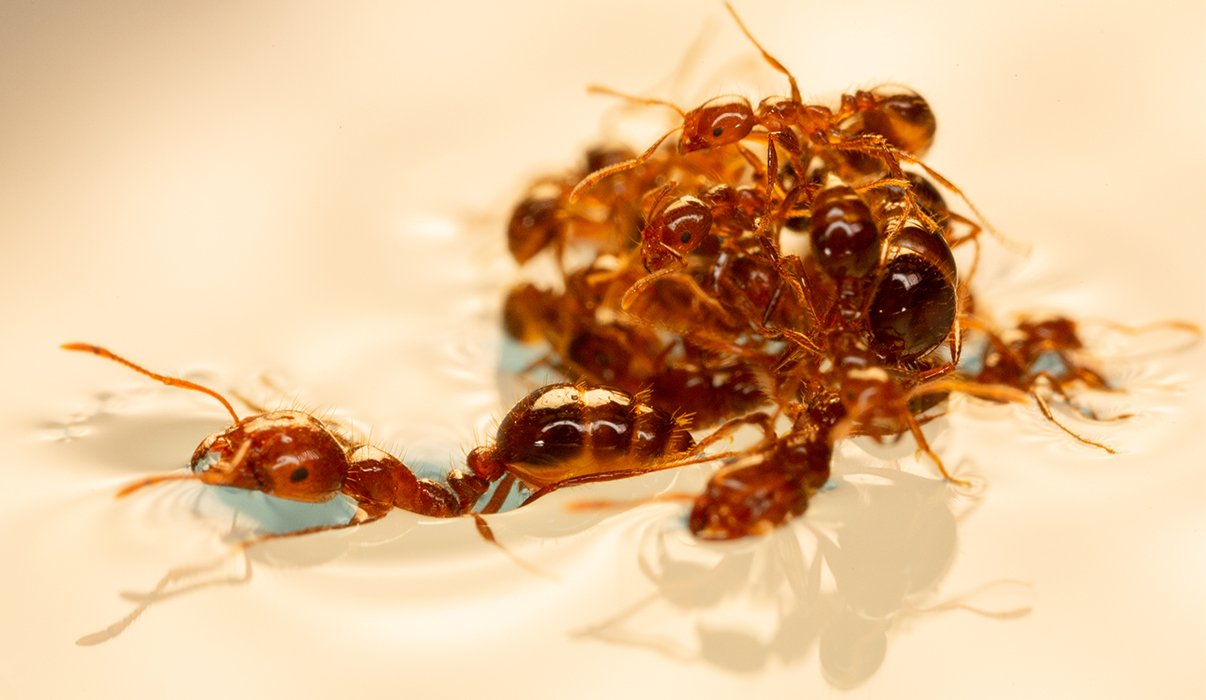 Fire Ant Rafts Form Thanks to a Force Known as the ‘Cheerios Effect ...